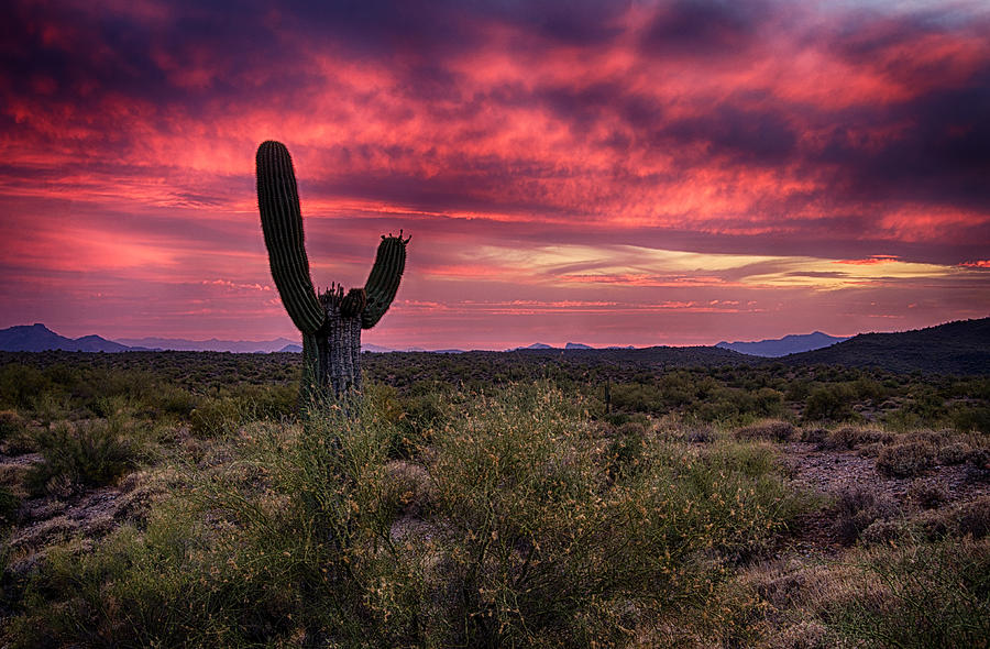 Paint the Desert Pink Photograph by Saija Lehtonen | Fine Art America