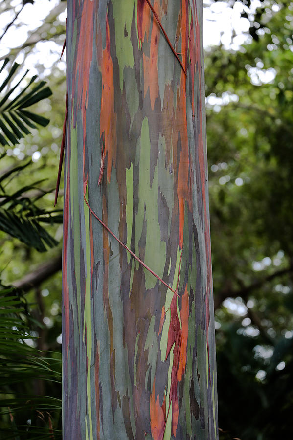Painted Eucalyptus tree Photograph by Sam Amato - Fine Art America