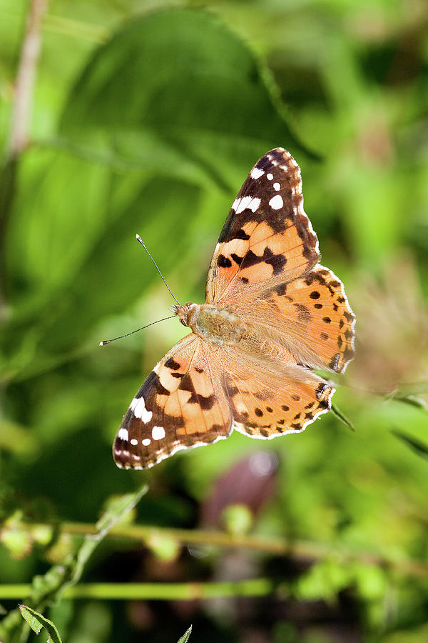 Painted Lady Butterfly by Science Photo Library