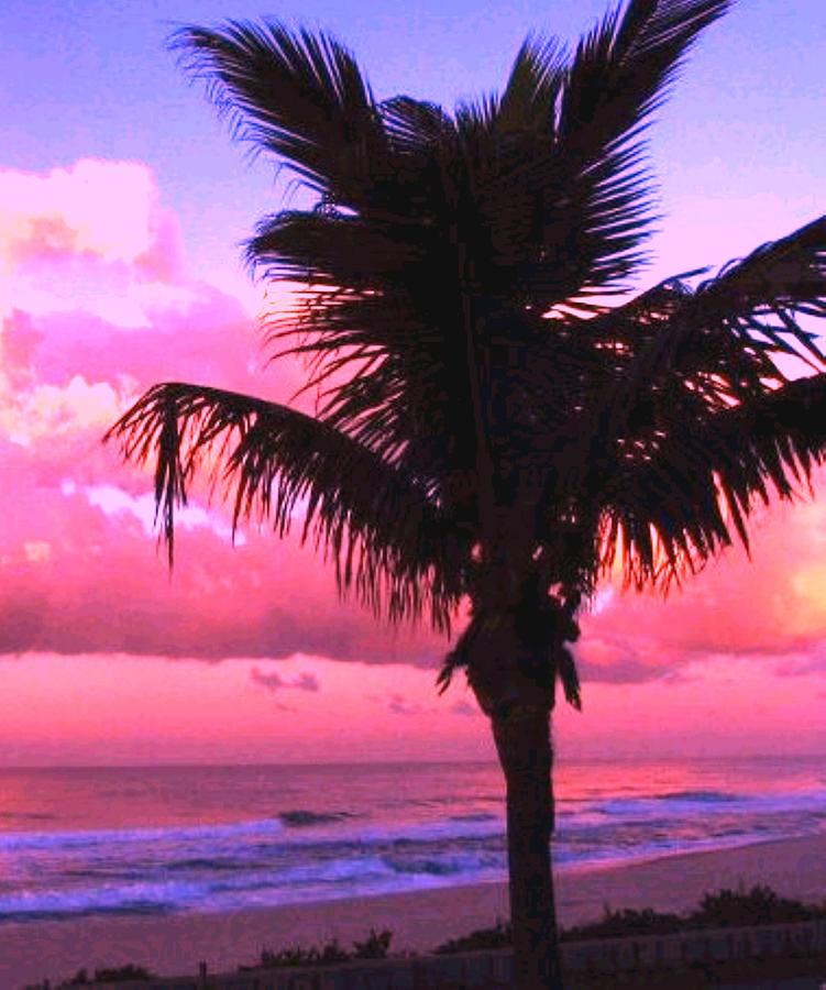 Palm evening Photograph by Patrick McClellan - Fine Art America