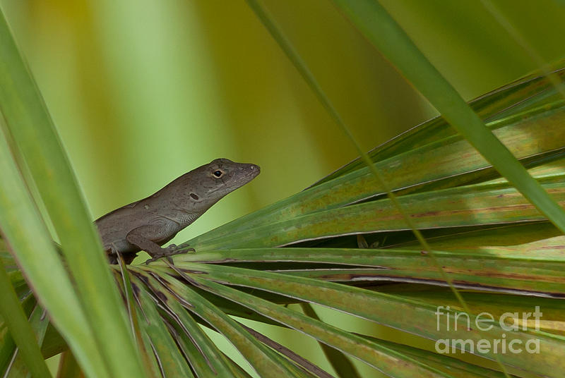 Palm Lizard Photograph by Photos By Cassandra - Fine Art America