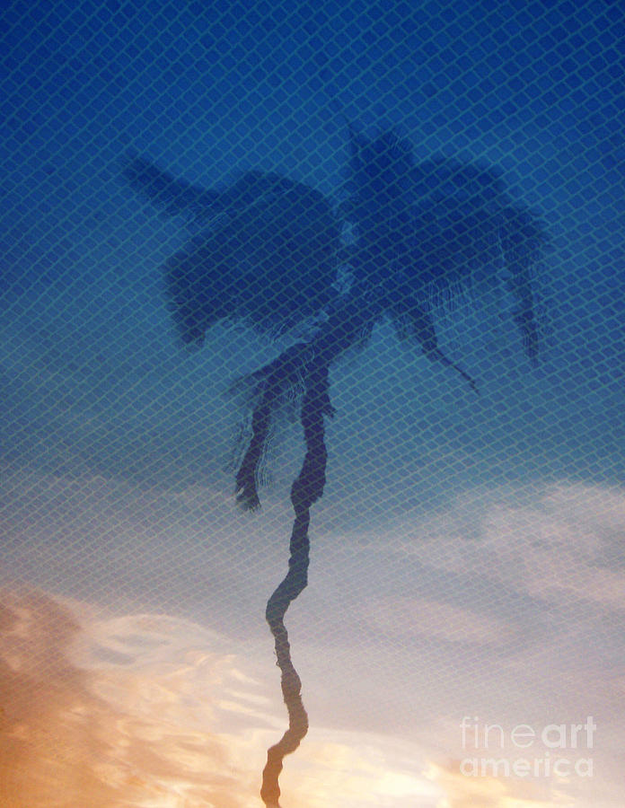 Palm Tree Reflection Photograph by J. Christopher Briscoe - Fine Art ...