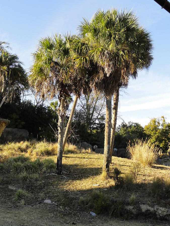Palm Trees Photograph by Allison Roach - Fine Art America