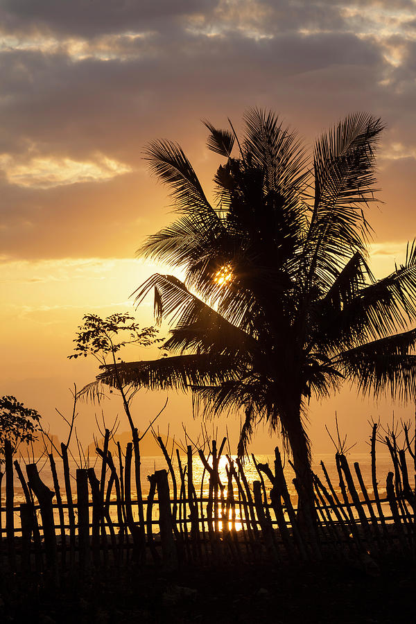 Palm Trees At Sunset Time Photograph by Konstantin Trubavin - Fine Art America