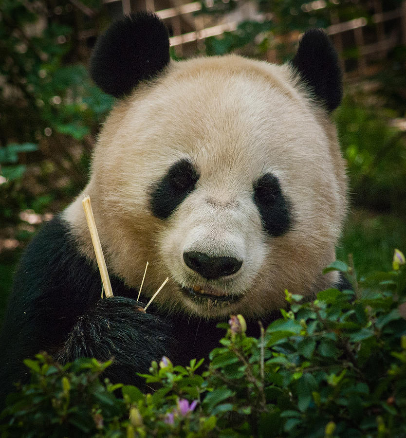 Panda Lunch Photograph by Terry Hickey | Pixels