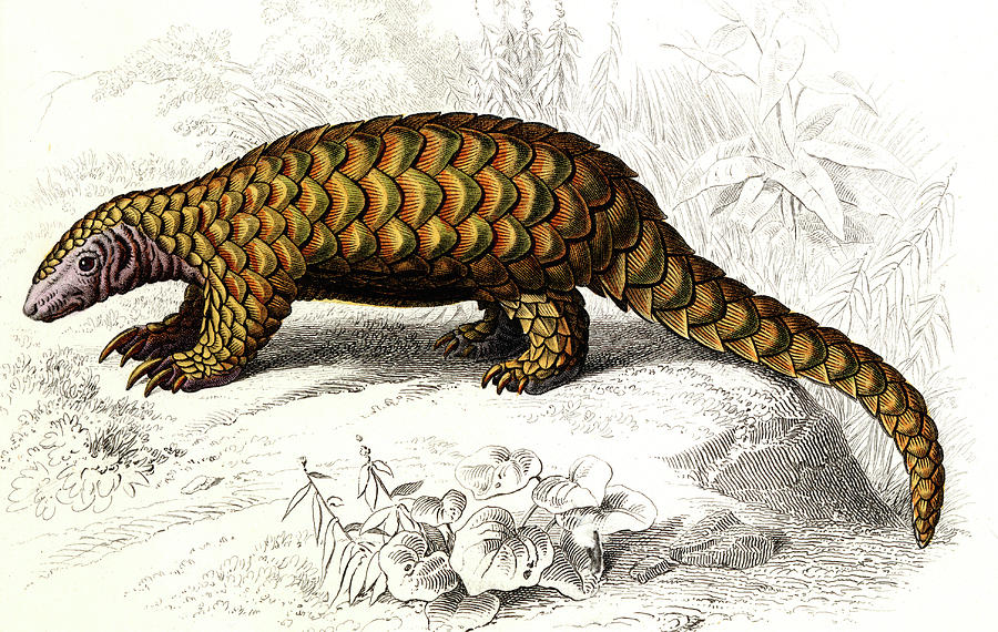 Pangolin Photograph by Collection Abecasis | Fine Art America