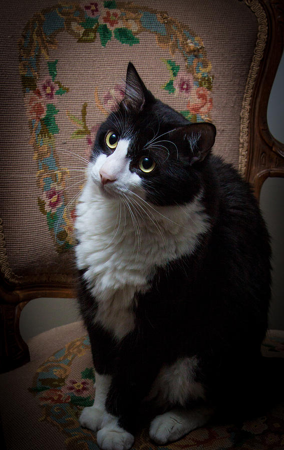 Pantu the Cat Photograph by Juan Carlos Lopez - Fine Art America