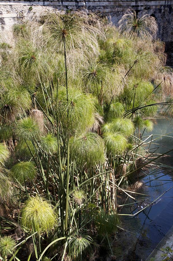 Papyrus Plants, Sicily Photograph by Science Photo Library - Pixels Papyrus Plants, Sicily Photograph by Science Photo Library - Pixels