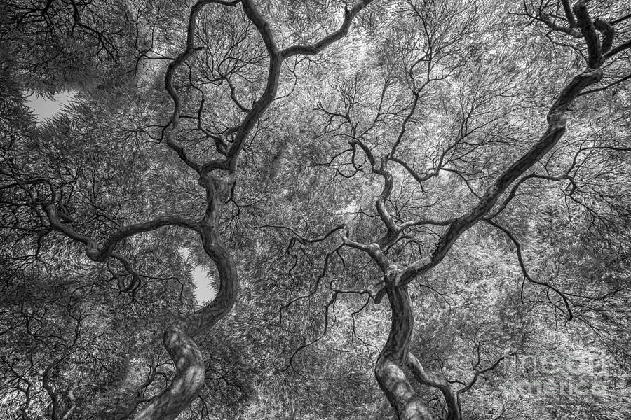 Parallel Branches BW Photograph by Michael Ver Sprill | Fine Art America