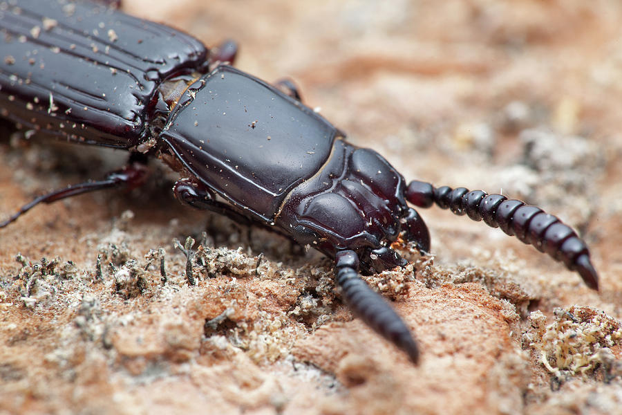 Parasitic Flat Bark Beetle Photograph by Science Photo Library - Pixels