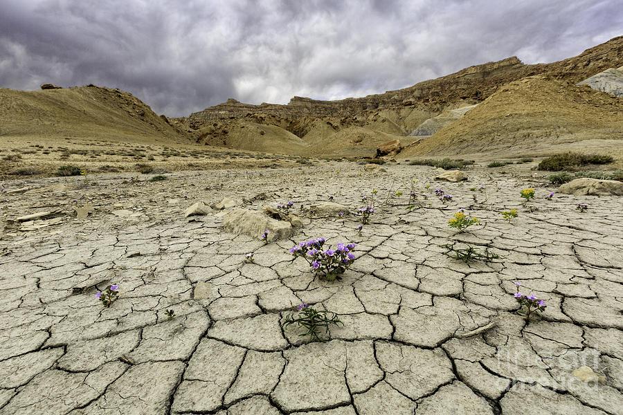 Parched Ground Photograph by Stuart Gordon