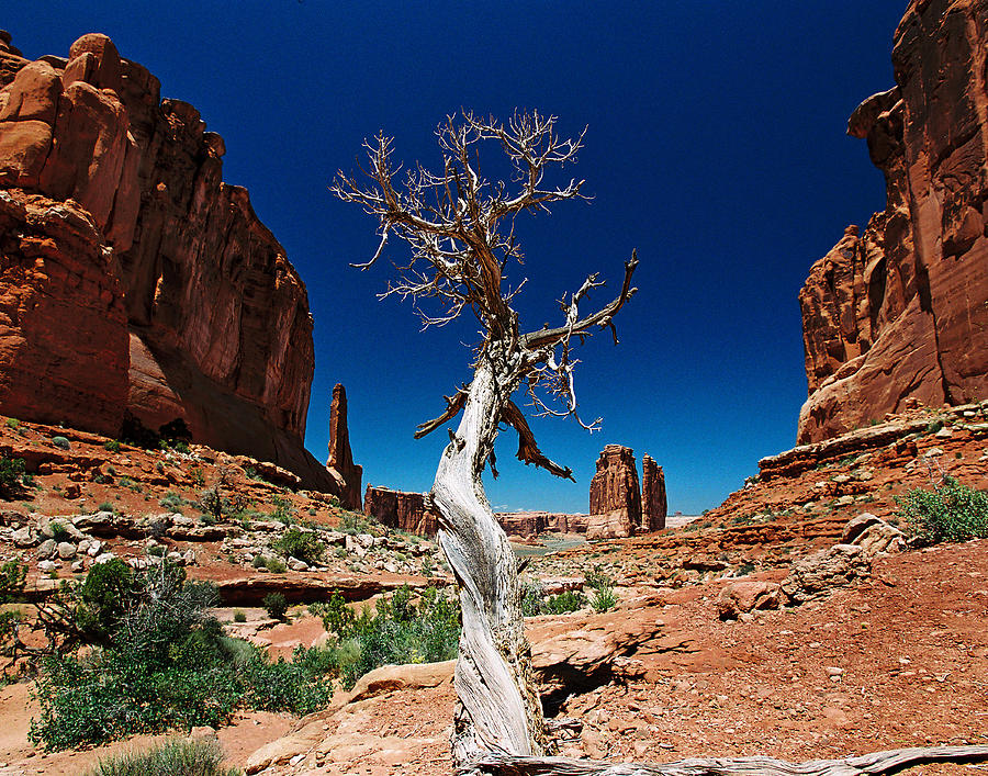 Park Avenue Pinon Photograph by Paul Conrad - Fine Art America