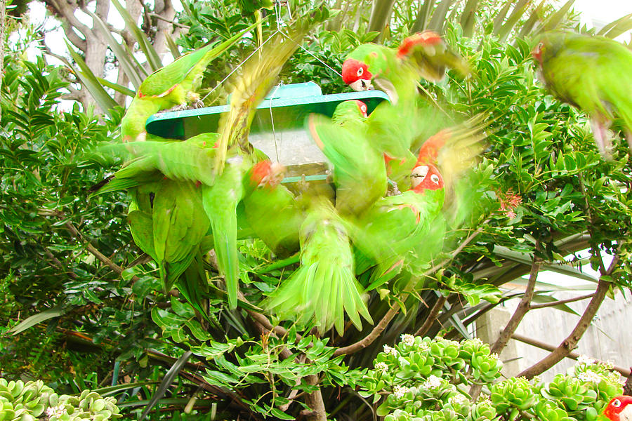 Parrots In Motion Photograph by Richard Balison - Fine Art America