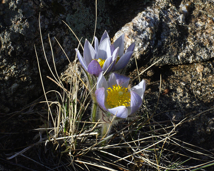 Pasque Flower Photograph by Gary Benson