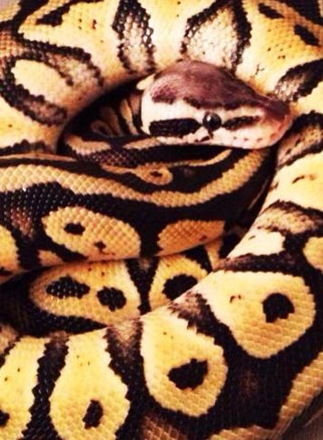 Pastel Het Ghost Ball Python Snake Photograph by Sierra Andrews | Fine ...