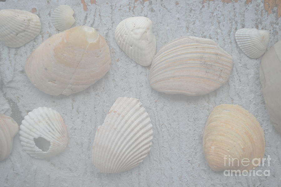 Pastel Sea Shells Photograph by Robert Loe - Fine Art America