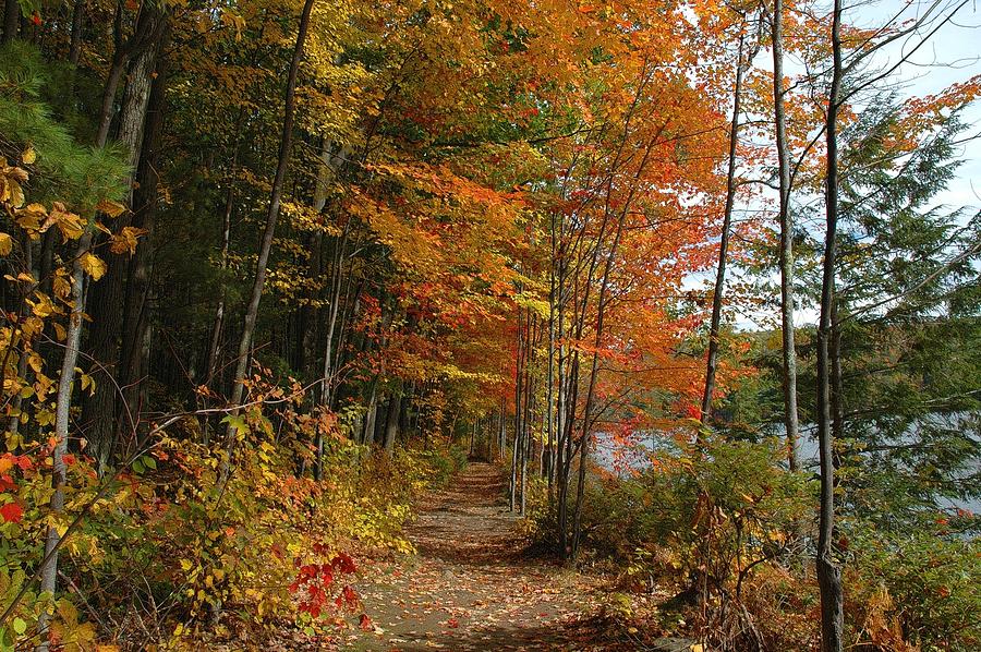 Path Photograph by Larry Ahern - Fine Art America
