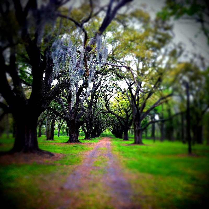 Path Digital Art by Steven Corie - Fine Art America