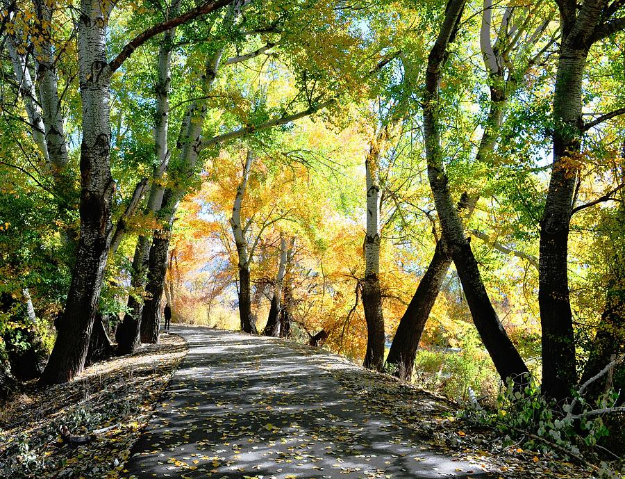 Path with Fall View Photograph by Gary Wang - Fine Art America