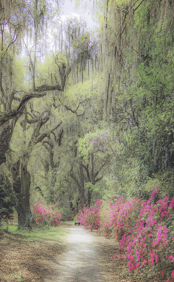 Pathway Photograph by Mark Matheny - Pixels