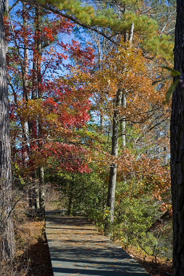 Pathway through fall Photograph by Breanna Calkins - Fine Art America