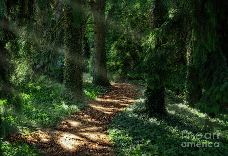 Pathway through the Forest Photograph by Chris Fleming | Fine Art America