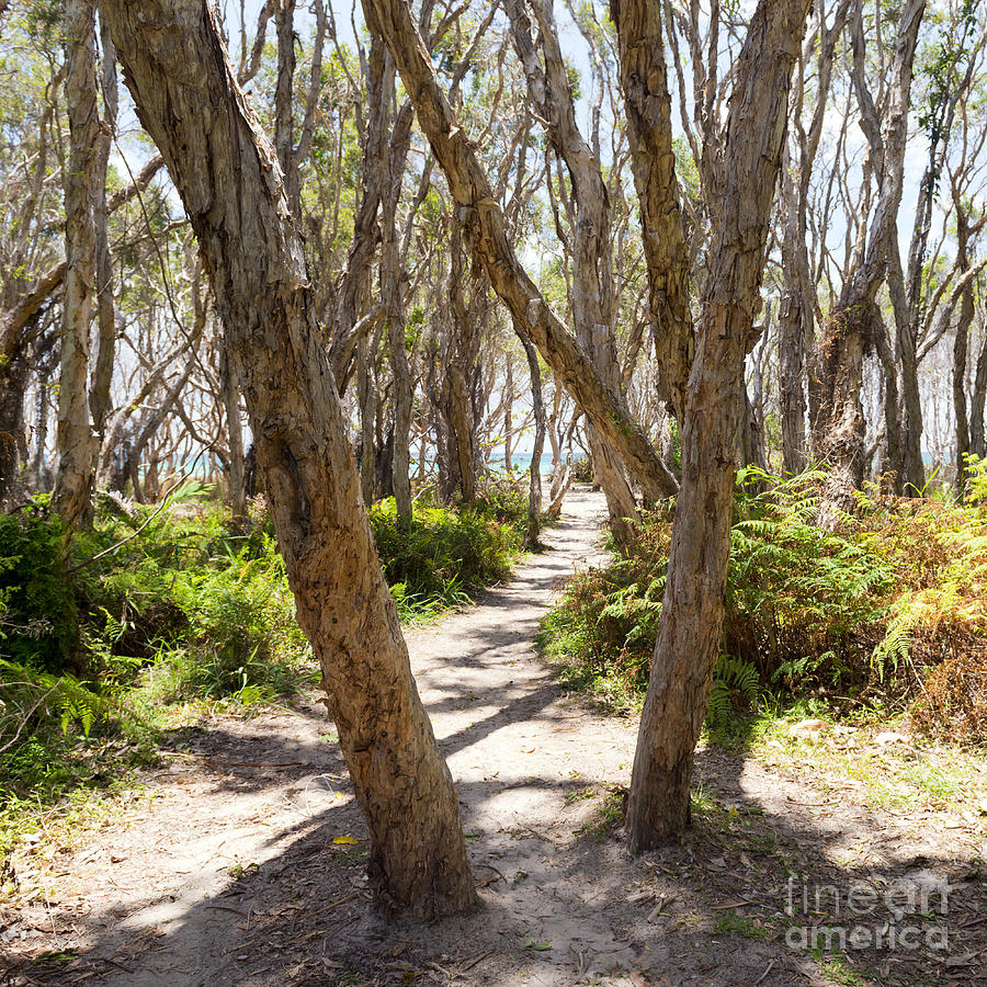 Pathway Through Trees Photograph by THP Creative - Fine Art America