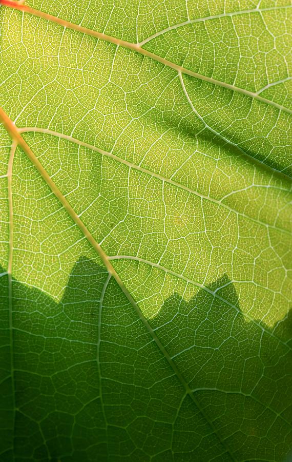 Patterns In Nature Photograph by Heidi Smith - Fine Art America