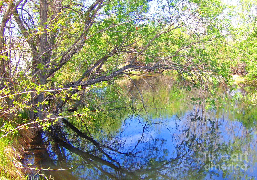 Patterns On The Pond Photograph by Marilyn Diaz - Fine Art America