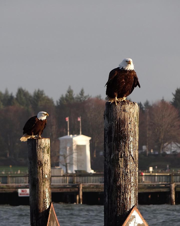 Peace Arch Eagles Photograph by Wayne Broadhead - Fine Art America
