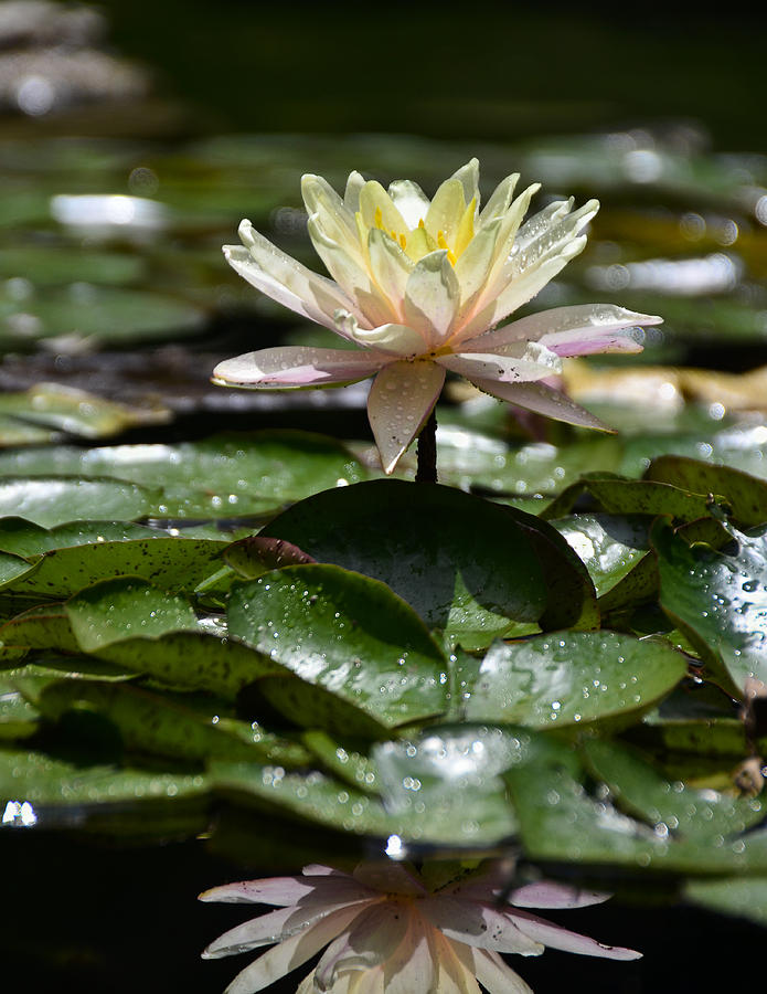 Peaceful mirrored Photograph by Gerald Andersen - Fine Art America