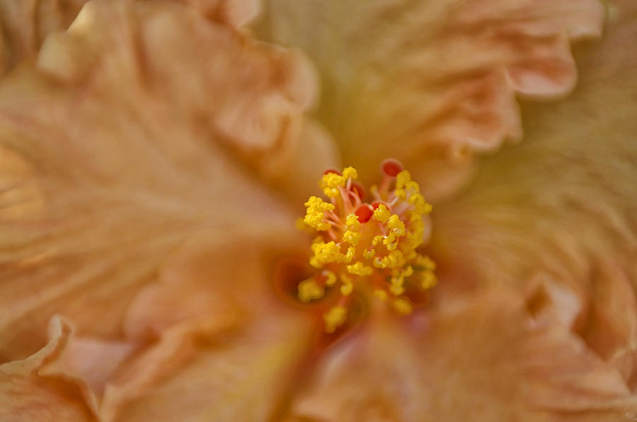 Peach Hibiscus Photograph by Rashad Penn - Fine Art America