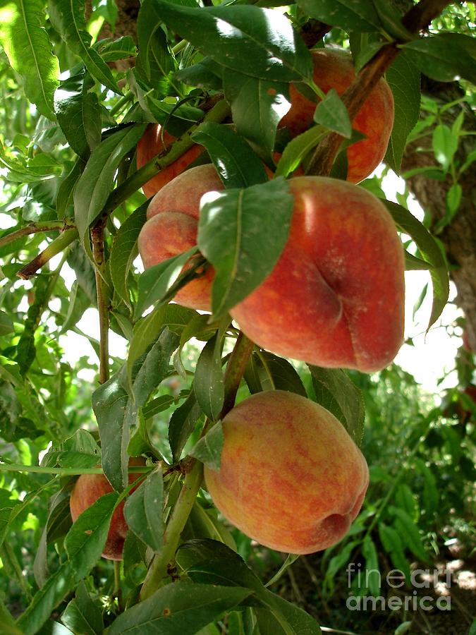 Peaches on the Tree Photograph by Kerri Mortenson - Fine Art America