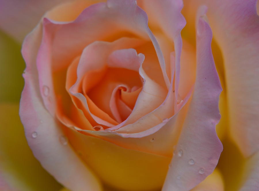 Peachy Photograph by Jerilyn Chevalier - Fine Art America