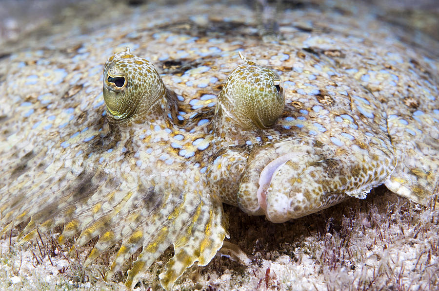 Peacock Flounder Photograph By Joe Belanger Pixels