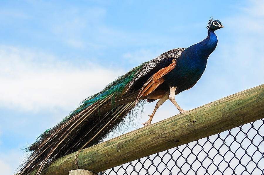 Peacock strut Photograph by Photos By Cassandra - Pixels
