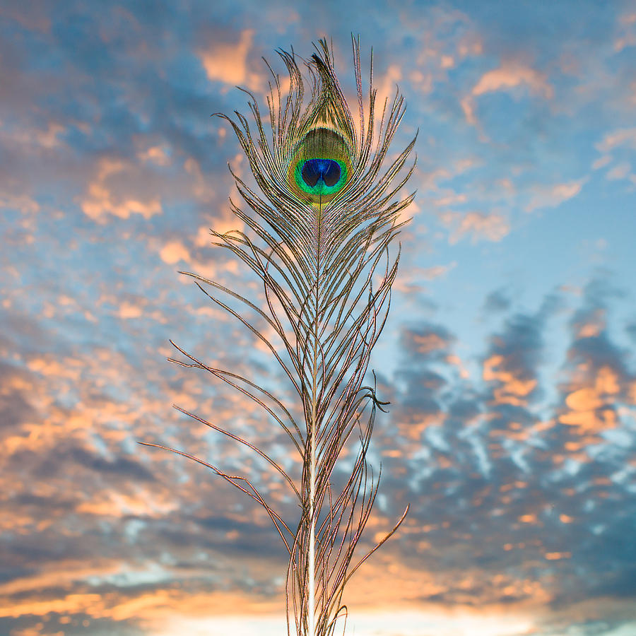 Peacock Sunrise Photograph By Ferry Zievinger Fine Art America