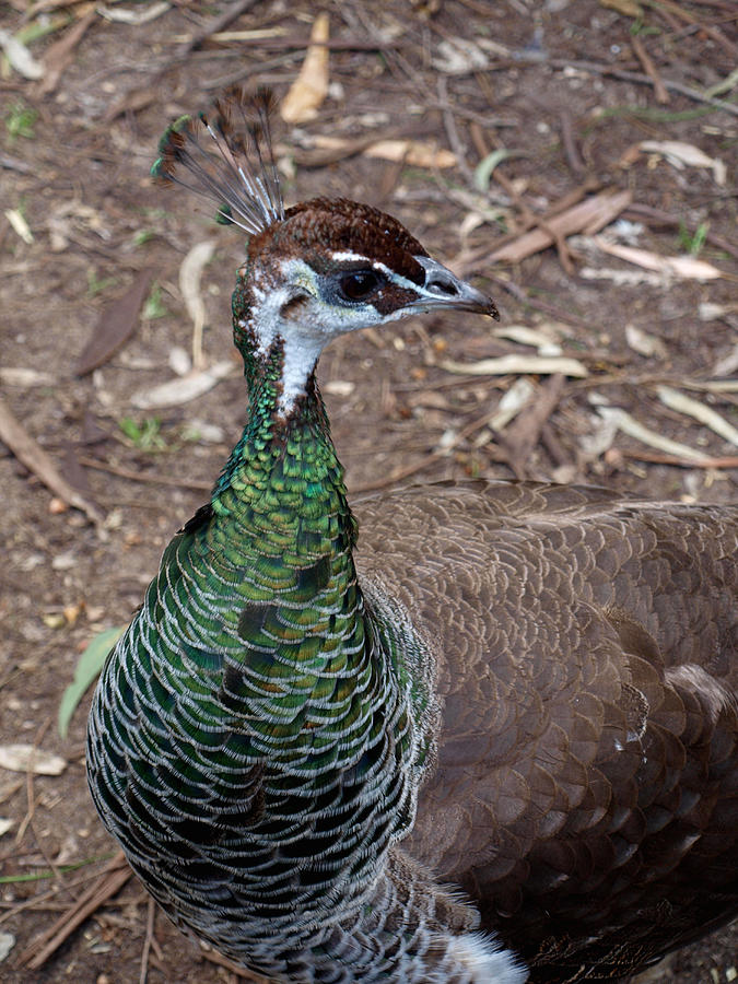 Peahen Photograph by Michaela Perryman - Pixels