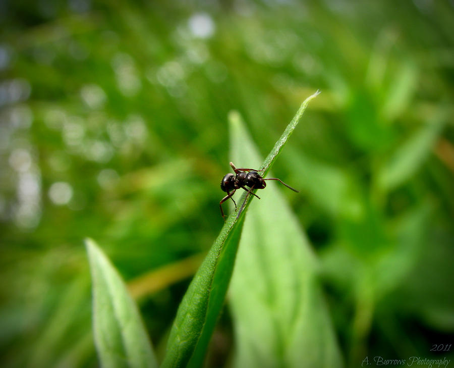 Peaking Over the Edge Photograph by Aaron Burrows - Pixels