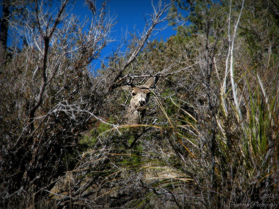 Peaking Through the Shrubs Photograph by Aaron Burrows - Pixels