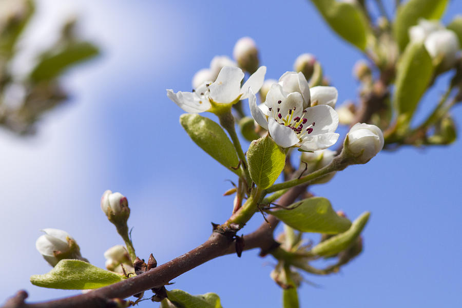 Pear Tree Photograph by Chris Smith - Fine Art America
