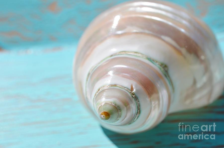 Pearlescent Shell Photograph by Carol McGunagle