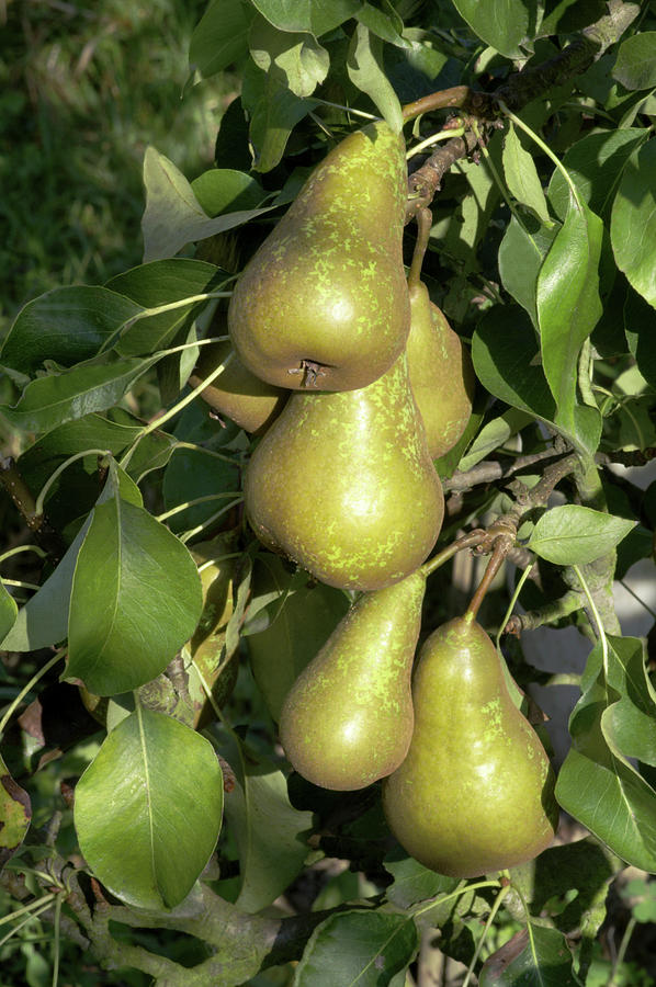 Pears (pyrus Communis 'conference') Photograph by Brian Gadsby/science ...