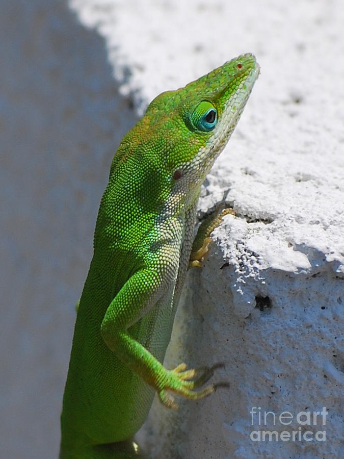 Peek A Boo Photograph by Bob Sample - Pixels