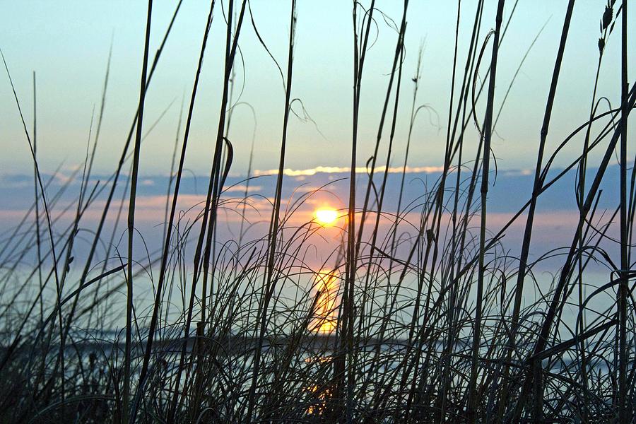 Peeking through Seagrass Photograph by Bobby Gentry - Fine Art America