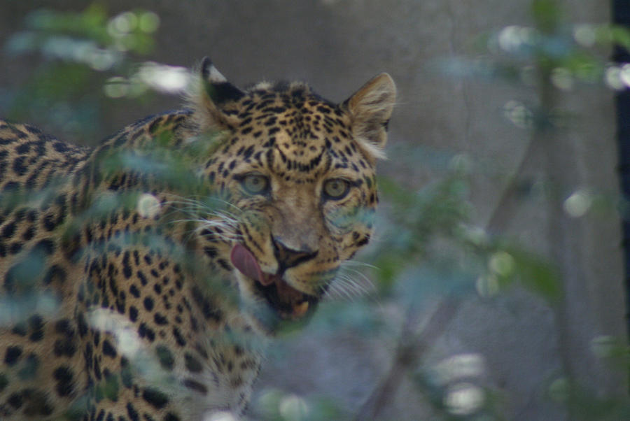 Peering Leopard Photograph by David Pavey - Fine Art America