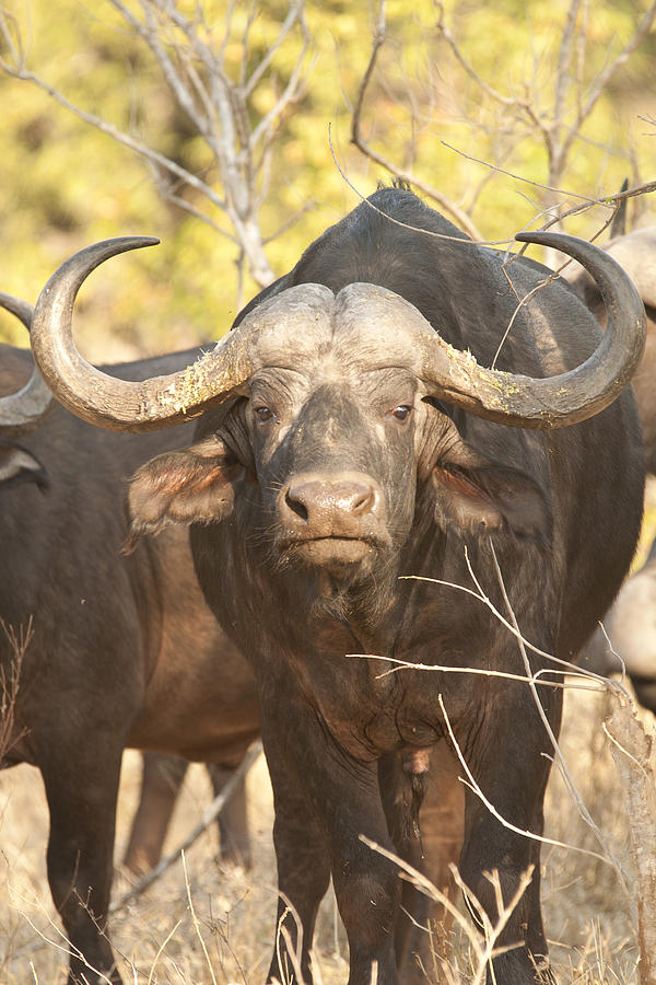 Peeved Photograph by David Pryce - Fine Art America