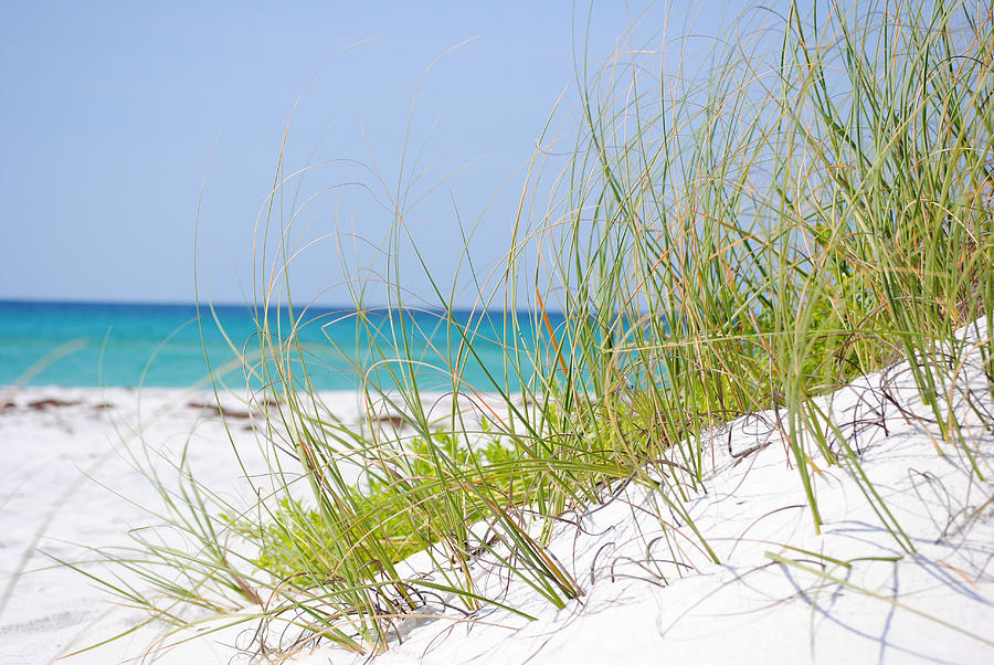 Pensacola Beach Sea Oats Photograph By Ken Rutledge Fine Art America