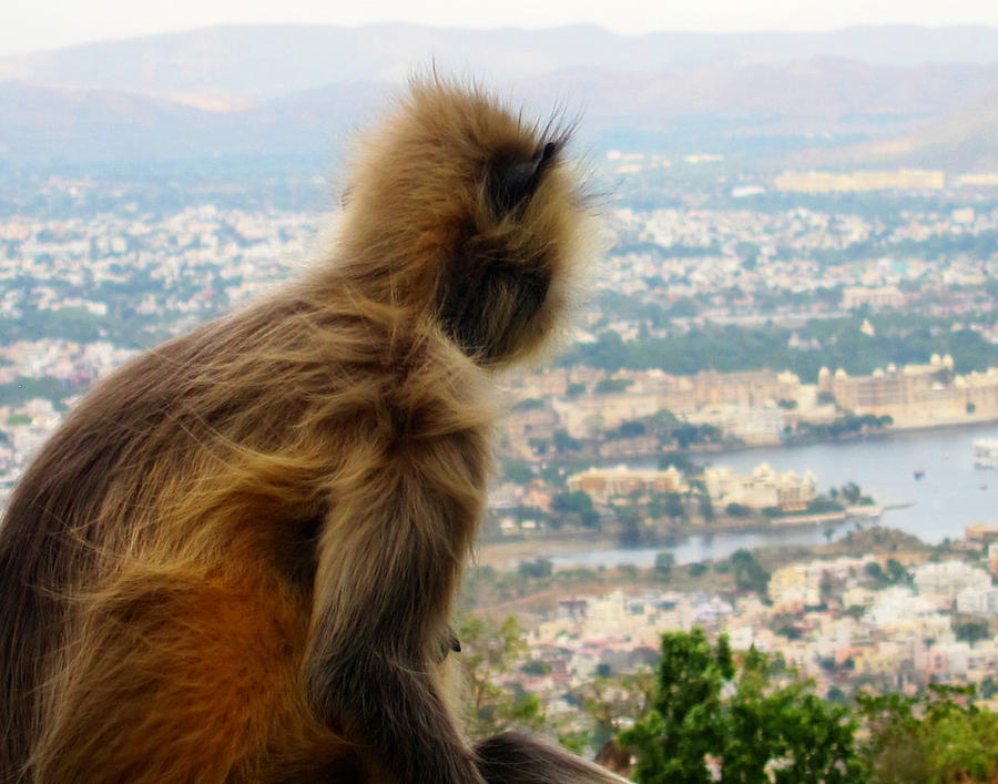 Pensive Monkey Photograph by Eric Shore - Fine Art America