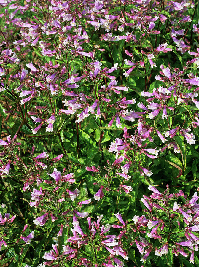 Penstemon Hirsutus Photograph by Geoff Kidd/science Photo Library | Pixels